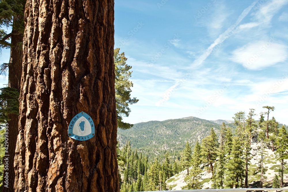 Tahoe Rim Trail marker on a tree. Blue and white Tahoe Rim Trail logo ...