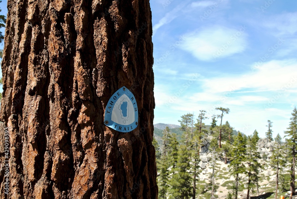 Tahoe Rim Trail marker on a tree. Blue and white Tahoe Rim Trail logo ...