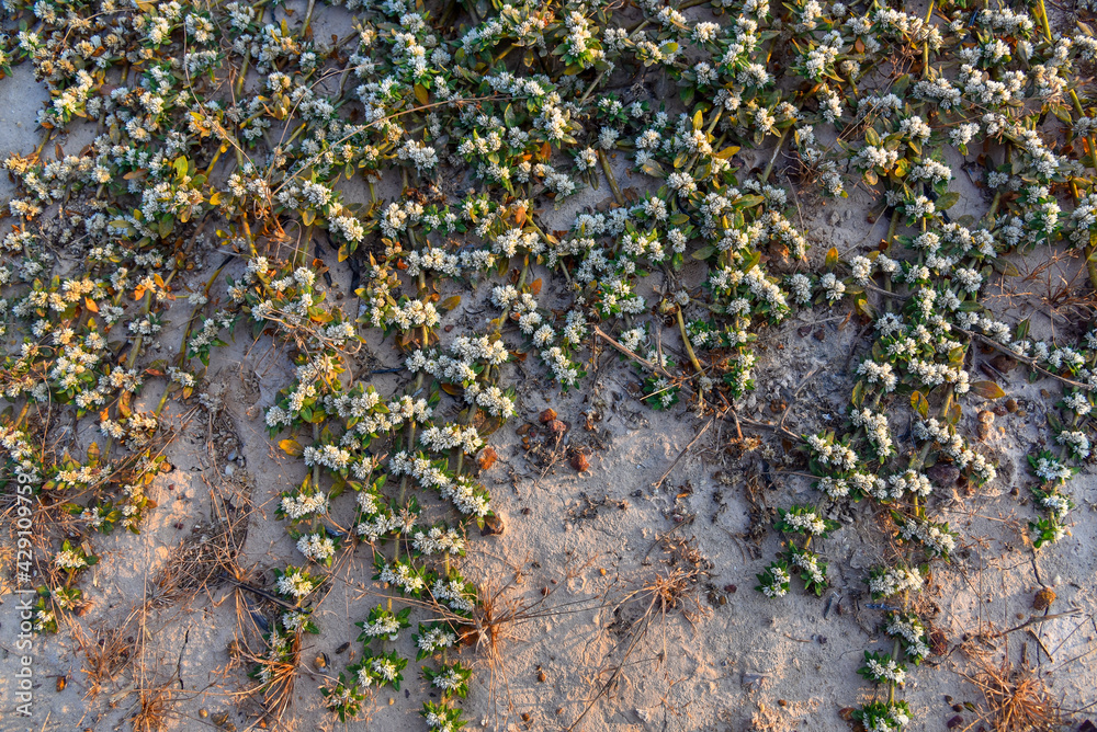 Khakiweed, Washerwoman, Sessile joyweed or Smooth chaff flower ...