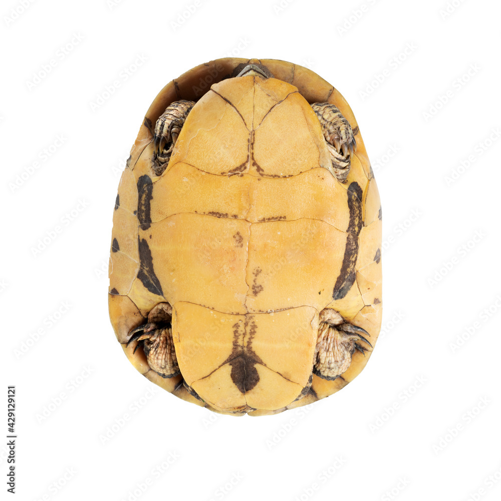 The Chicken Turtle (American Snake Necks) isolated on white background ...