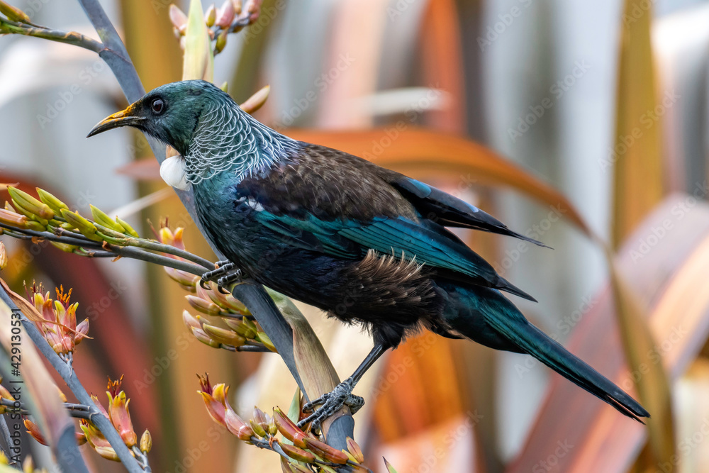 Tui on flax bush Stock Photo | Adobe Stock