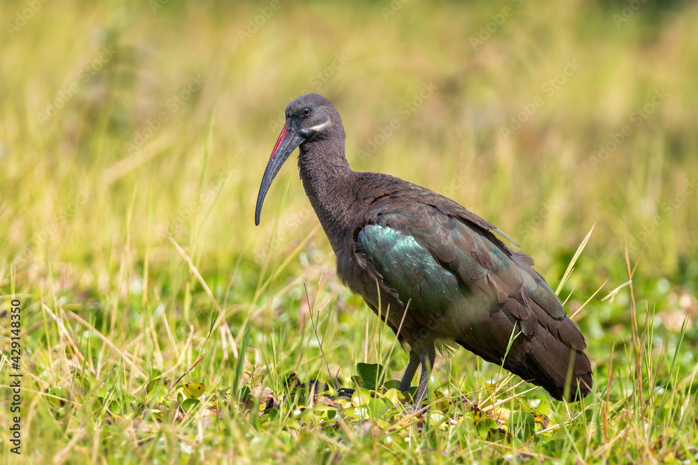 Hadada Ibis - Bostrychia hagedash, beautiful large ibis from African ...