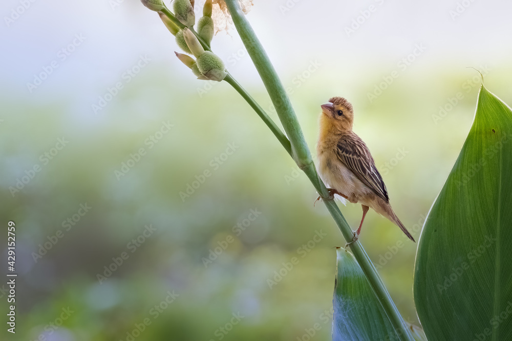 Female bird of asian golden weaver. Beautiful Birds in Nature Stock ...
