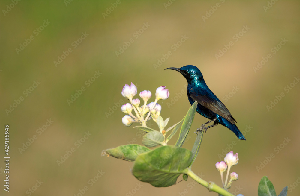 purple bird on the flower, The purple sunbird is a small bird in the ...