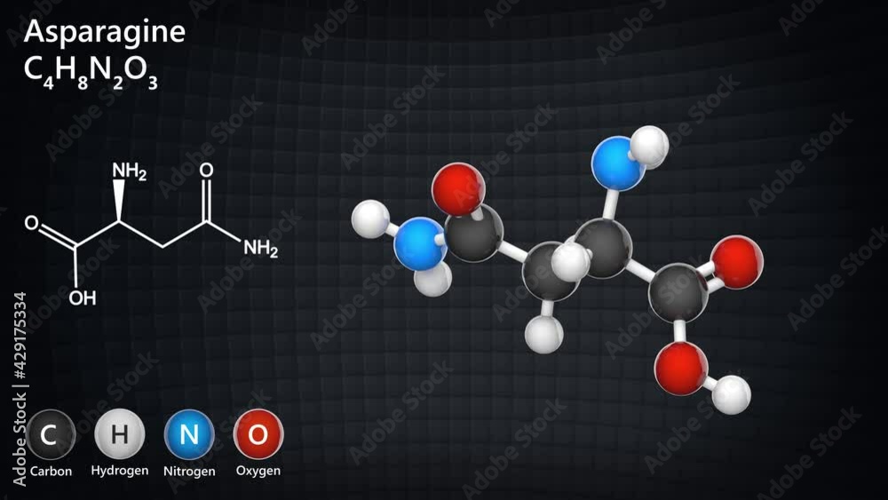 Asparagine (symbol Asn or N), is an amino acid that is used in the ...