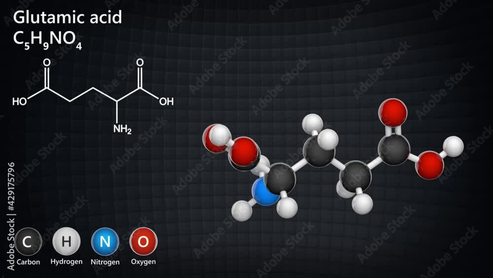 Vidéo Stock Glutamic acid (Glu), also referred to as glutamate, is one ...
