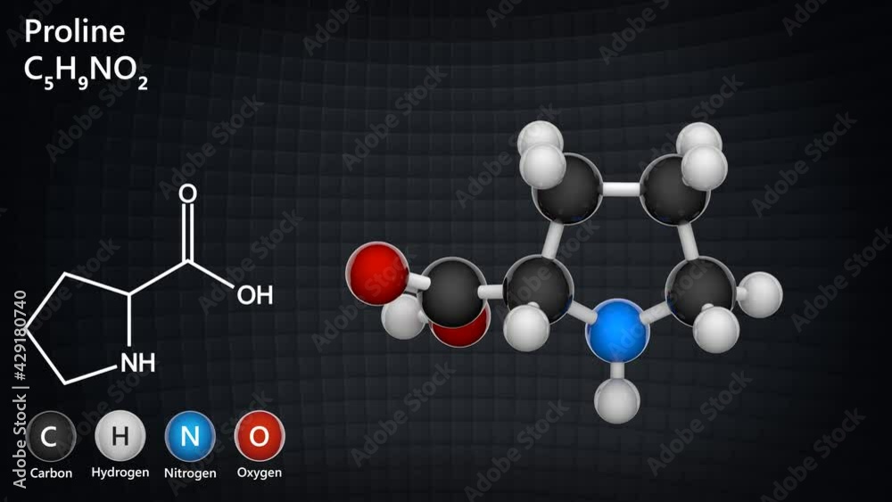 Proline (symbol Pro or P) is a cyclic, nonessential amino acid in ...