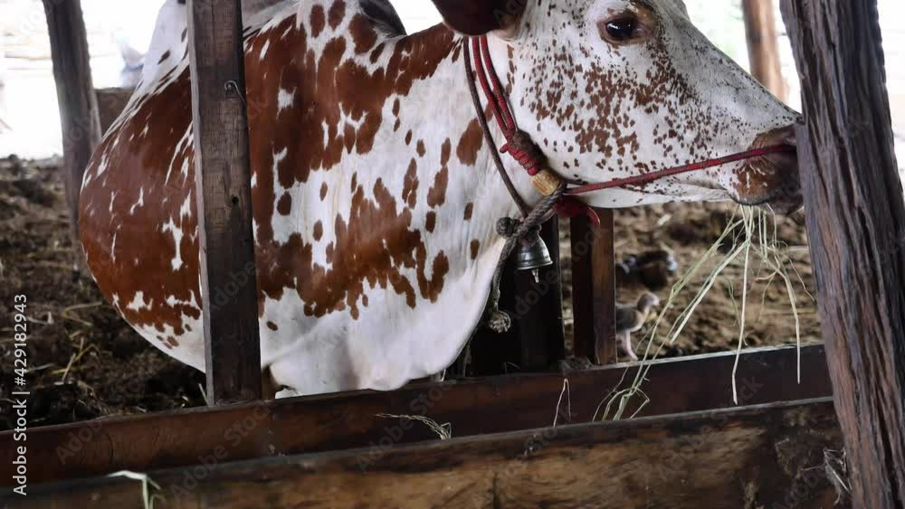 Video „Thai cow is chewing and eating straw and grass in the feeding ...