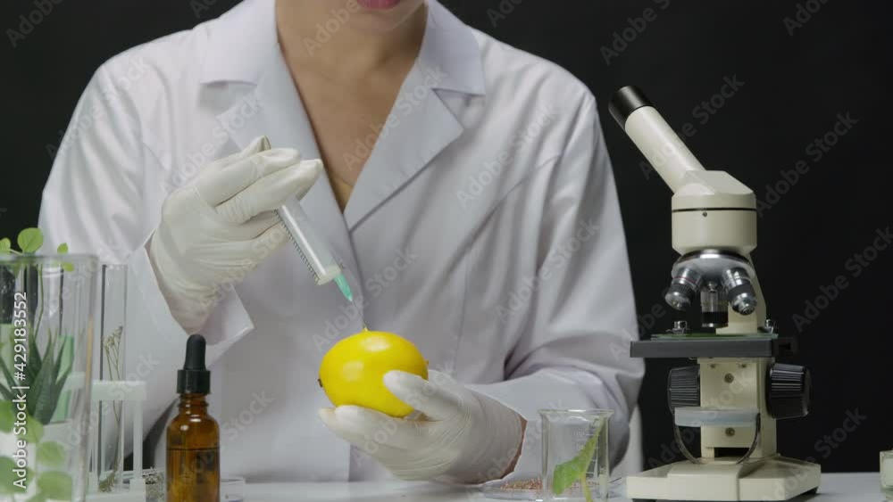female lab technician in gloves exploring lemon fruit by injecting ...