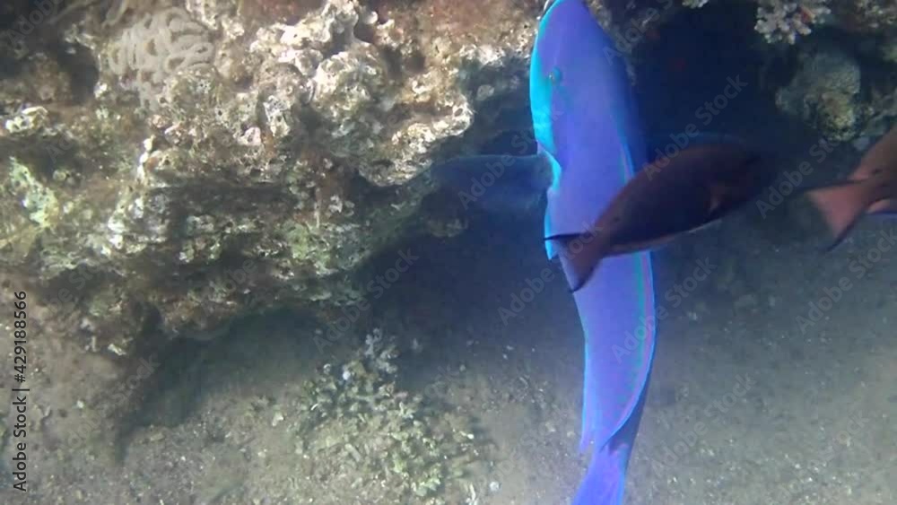 Wideo Stock: Parrot-fish is named due to its beak-like dental bone with ...