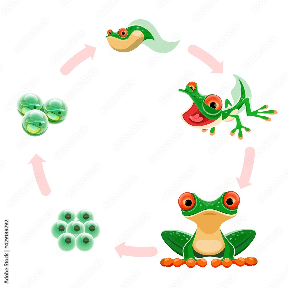 Frog Life Cycle Clip Art
