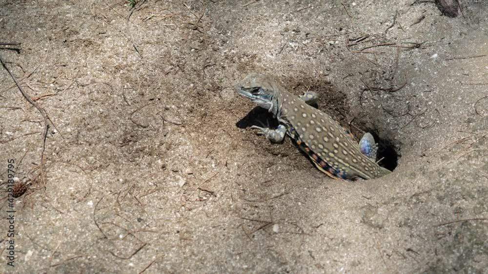 Butterfly agama or Small-scaled or Ground lizard in the burrow on the ...