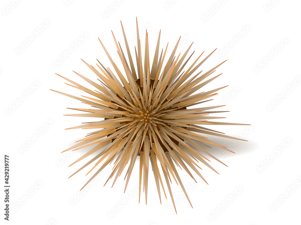 Sea hedgehogs or urchin. Sea urchin illustration, drawing, engraving ...