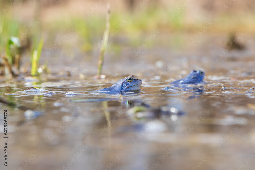 Blue Frog - Frog Arvalis on the surface of a swamp. Photo of wild ...