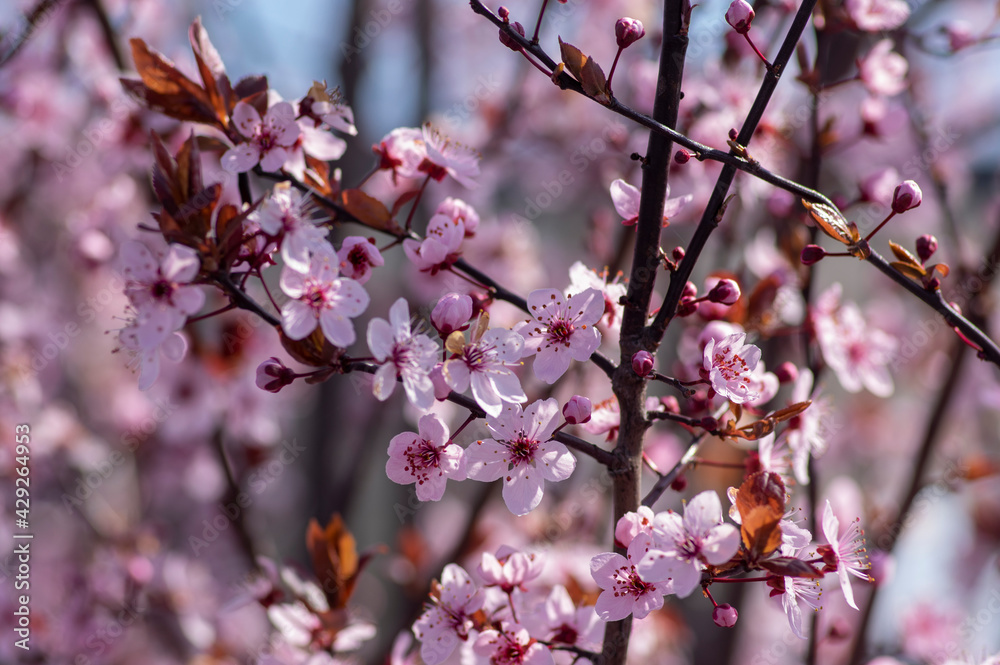 Stockfoto Canadian black plum Prunus nigra light pink flowers in bloom ...