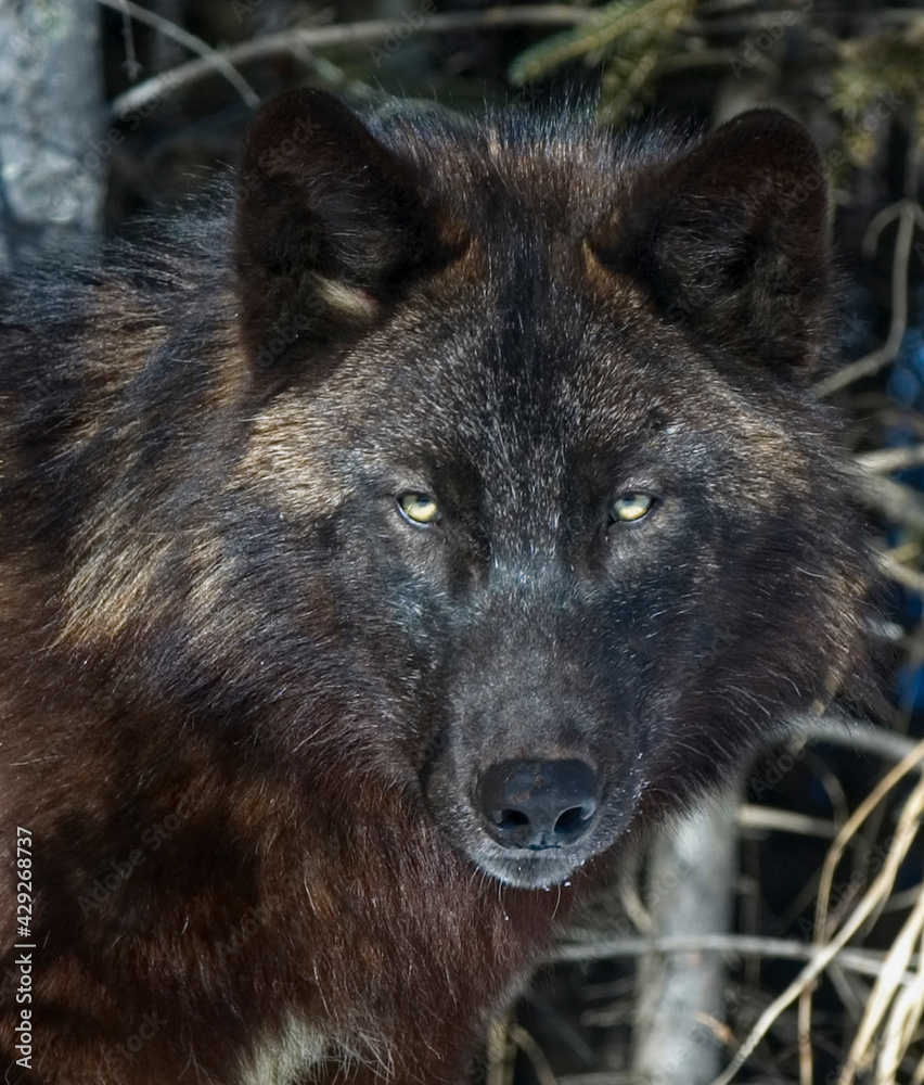 Dark Brown Timber Wolf
