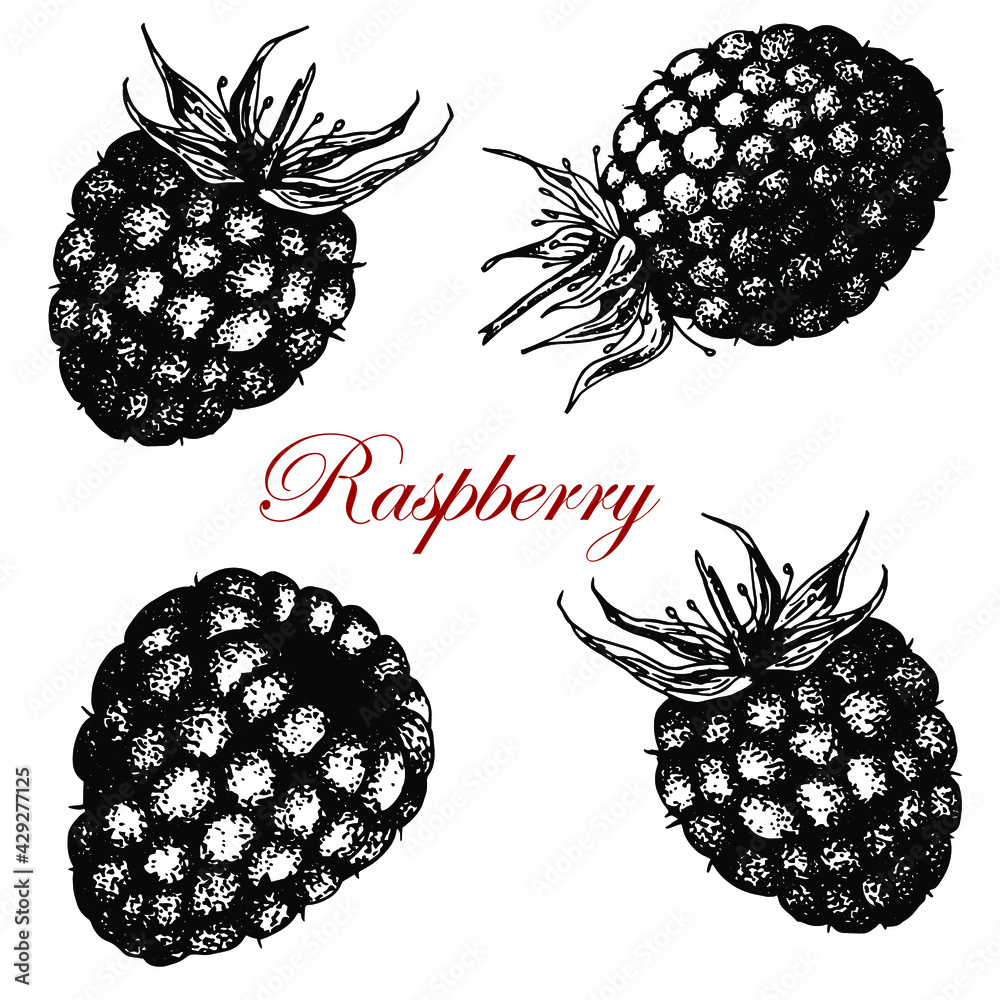 Raspberries. Berries. Black and white sketch. Stock vector illustration ...