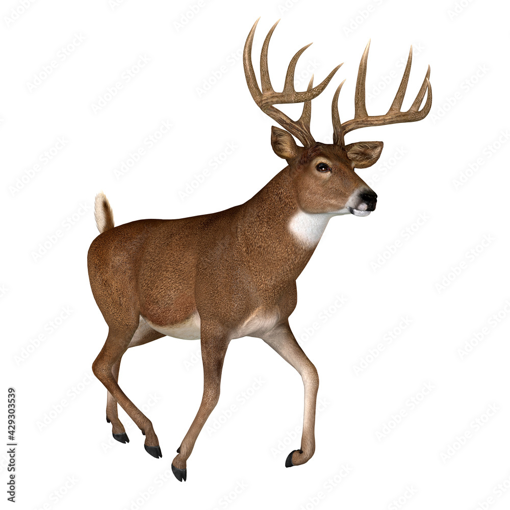 Plakát Whitetail Buck Trotting - The Whitetail deer is a herbivorous ...