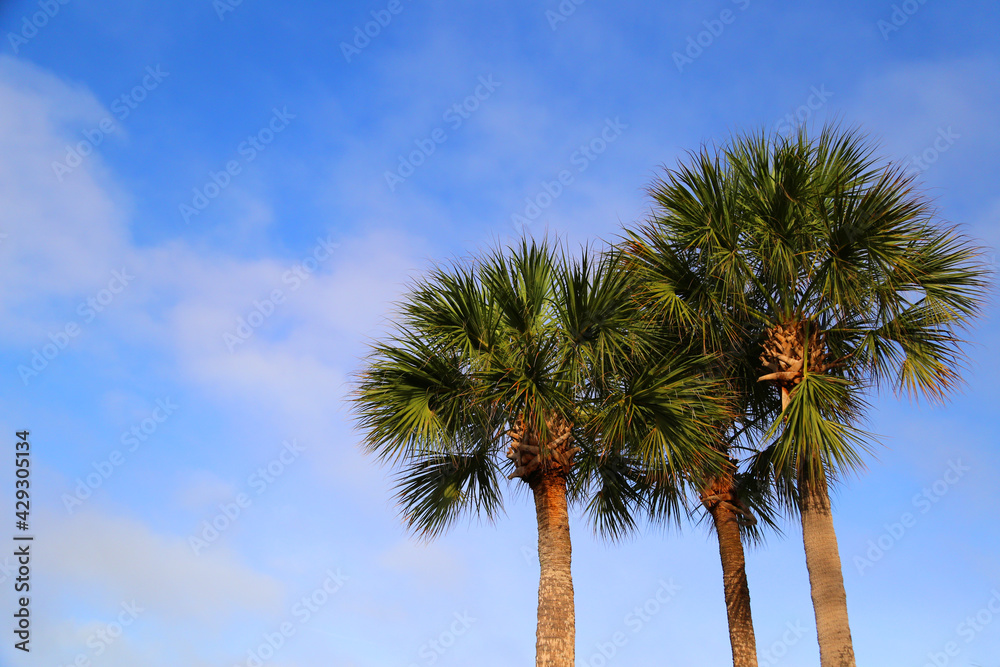 Cluster of three Palm trees together with clean air, blue sky ...