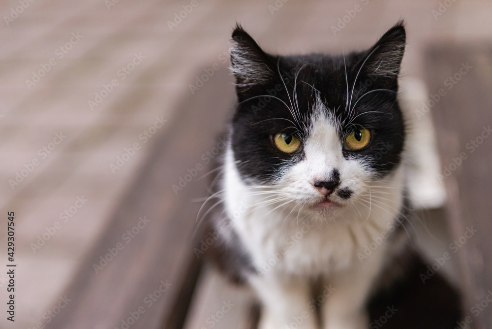 Street cat. A white and black cat with a black mustache. A cat named ...