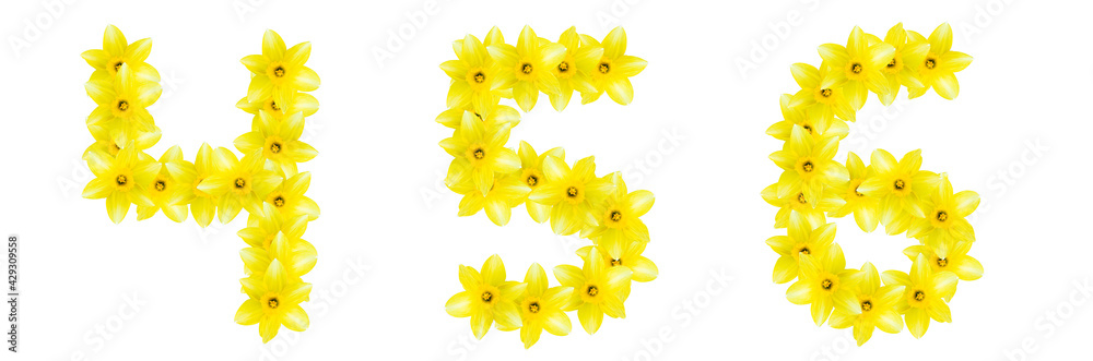 The numbers 4. 5, 6 are made of daffodil yellow flowers Stock Photo ...