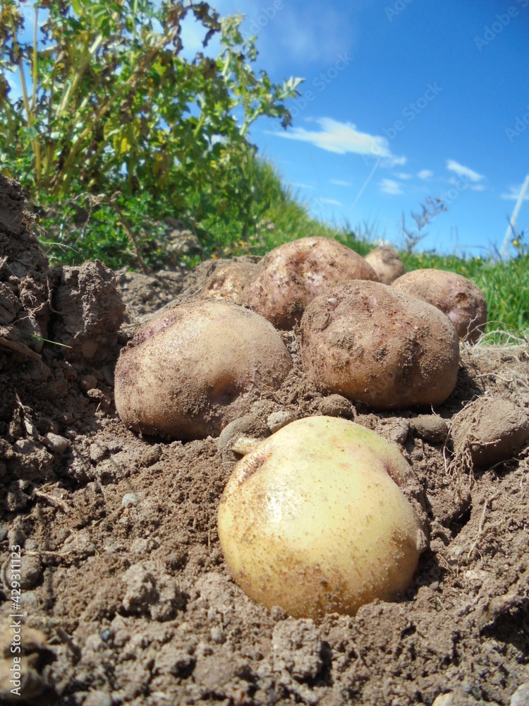 tubérculo, papa, tallo, raíz, hojas, frutos, tierra, paisaje ...