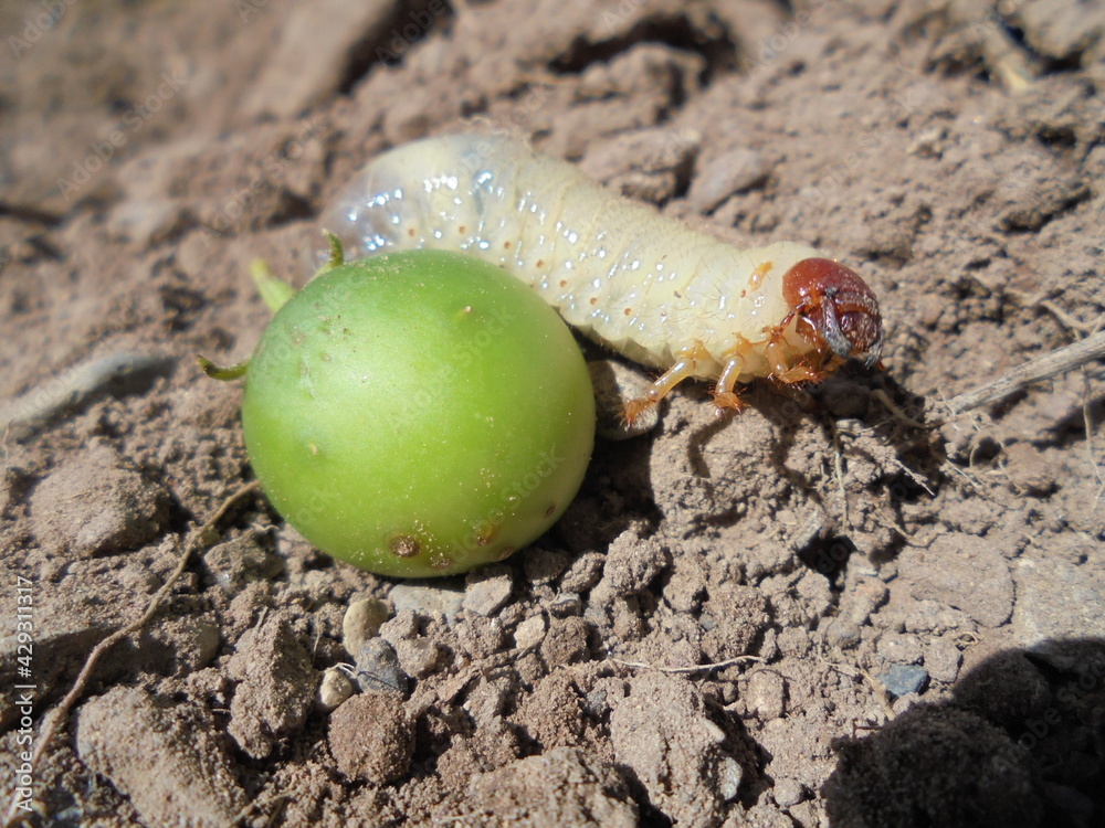 Gusano: reino animal, invertebrado, gusano, blanco, tierra, hoja ...