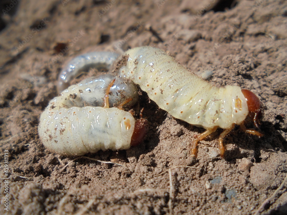 Gusano: reino animal, invertebrado, gusano, blanco, tierra, hoja ...