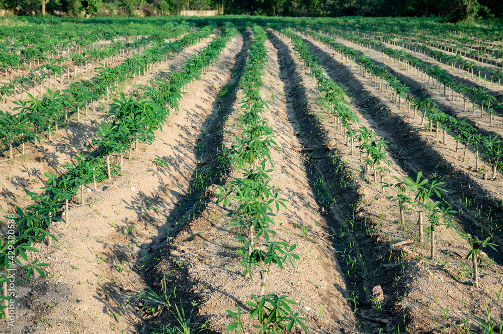 Rows of Cassava field in agriculture farmland of Thailand. Cassava is a ...