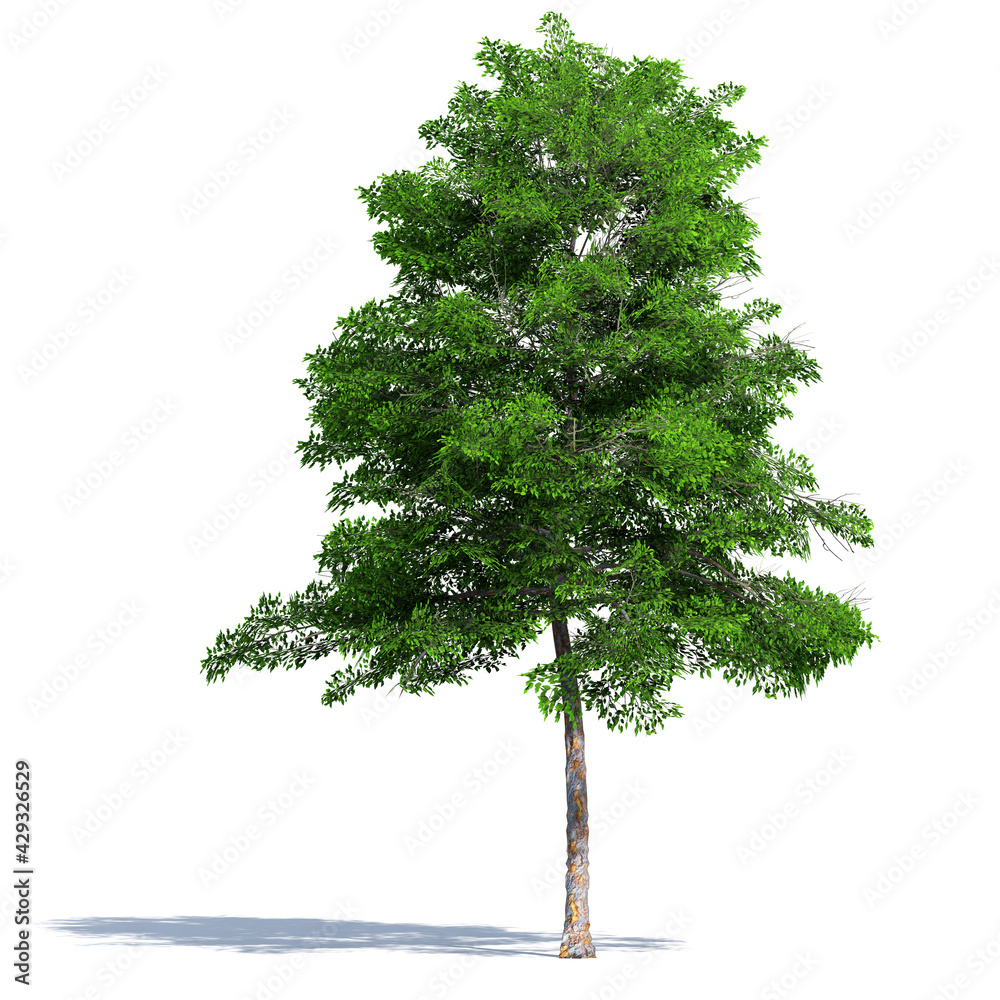 3D tree isolated on white background, for use visualization in ...