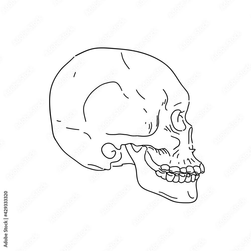 Human skull, side view. Hand drawn line art vector illustration. Stock ...