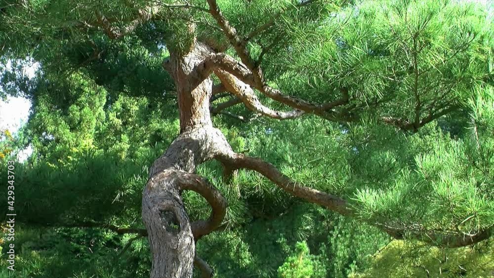 Pine tree with elegant trunk and limbs trained in the niwaki style in a ...