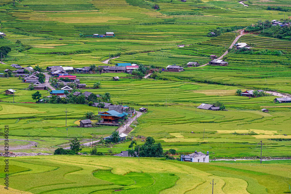 Rice fields on terraced beautiful shape of TU LE Valley, view on the ...