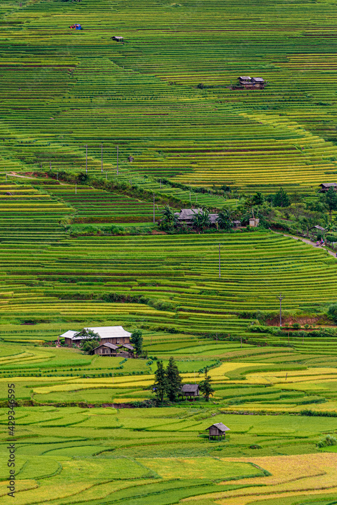 Rice fields on terraced beautiful shape of TU LE Valley, view on the ...