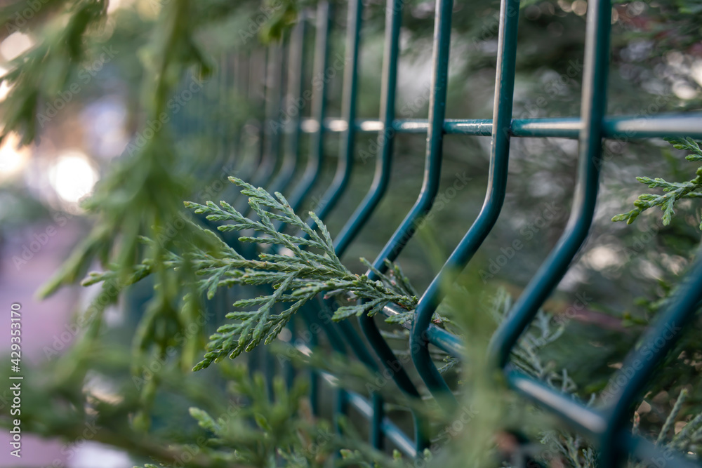 The iron fence was shot with an open diaphragm, with the back blurred ...
