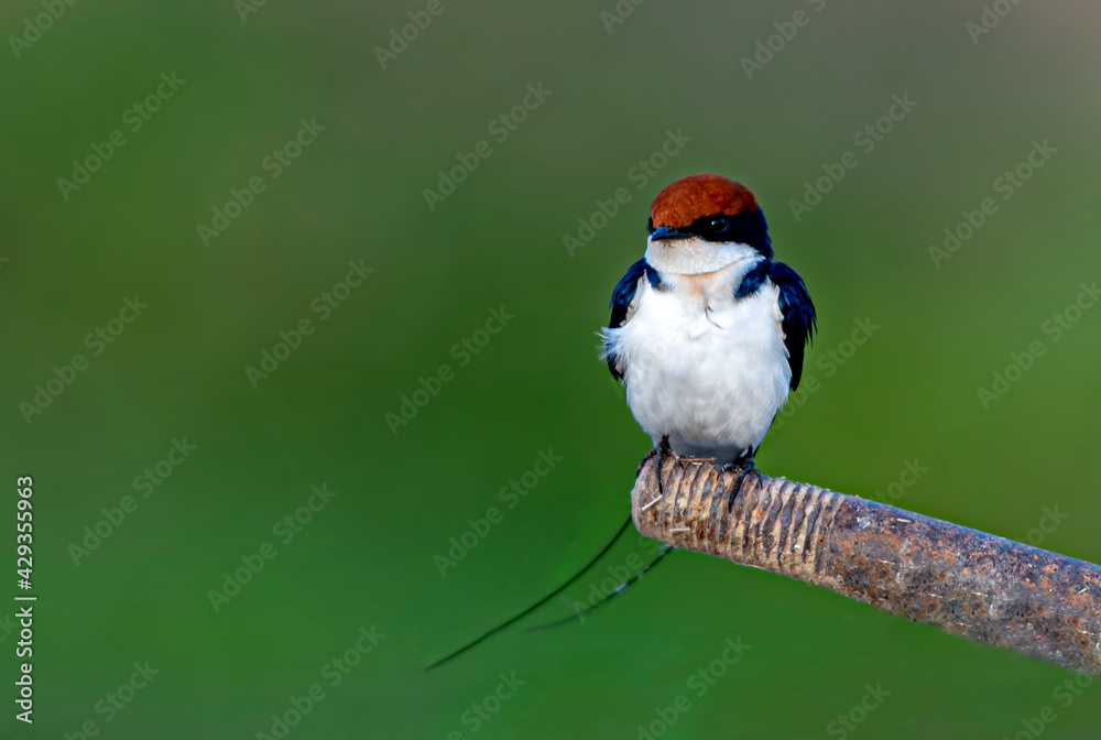The wire-tailed swallow is a small passerine bird in the swallow family ...