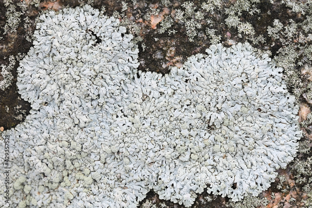 Physcia caesia, known as blue-gray rosette lichen and powder-back ...
