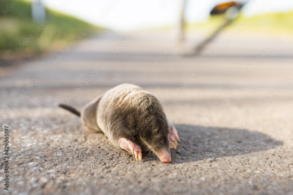 Europäischer Maulwurf auf einer Straße Stock Photo | Adobe Stock