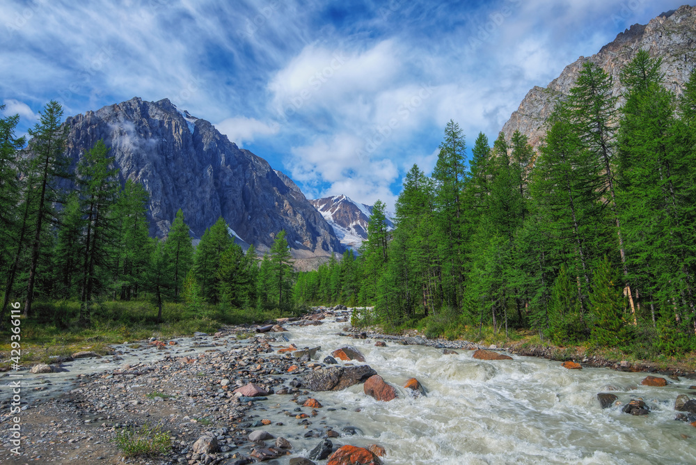 Alpine valley at the foot of the mountain and Aktru glaciers trees ...