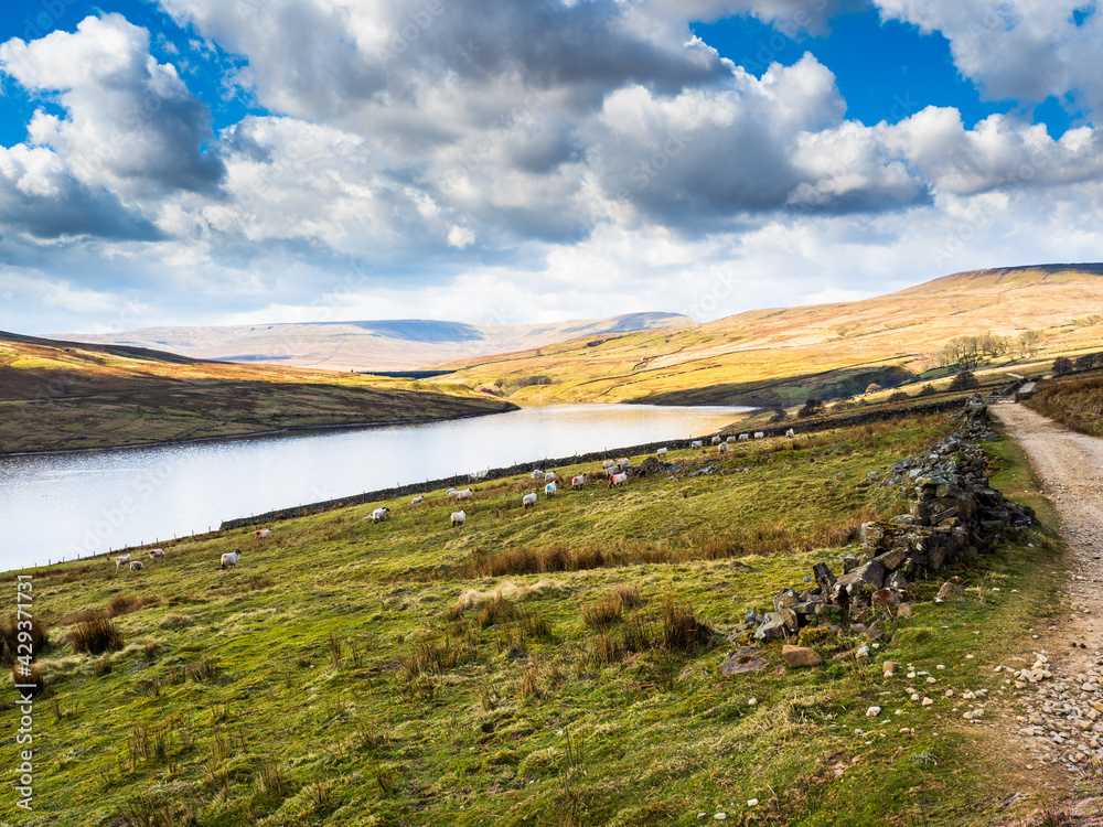 Swaledale sheep eating at the side of a reservoir with mountains in the ...