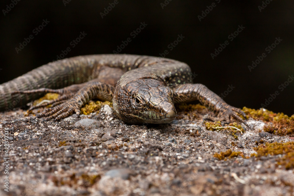 Lizard sunbathing on the stone. The Madeiran wall lizard (Teira dugesii ...