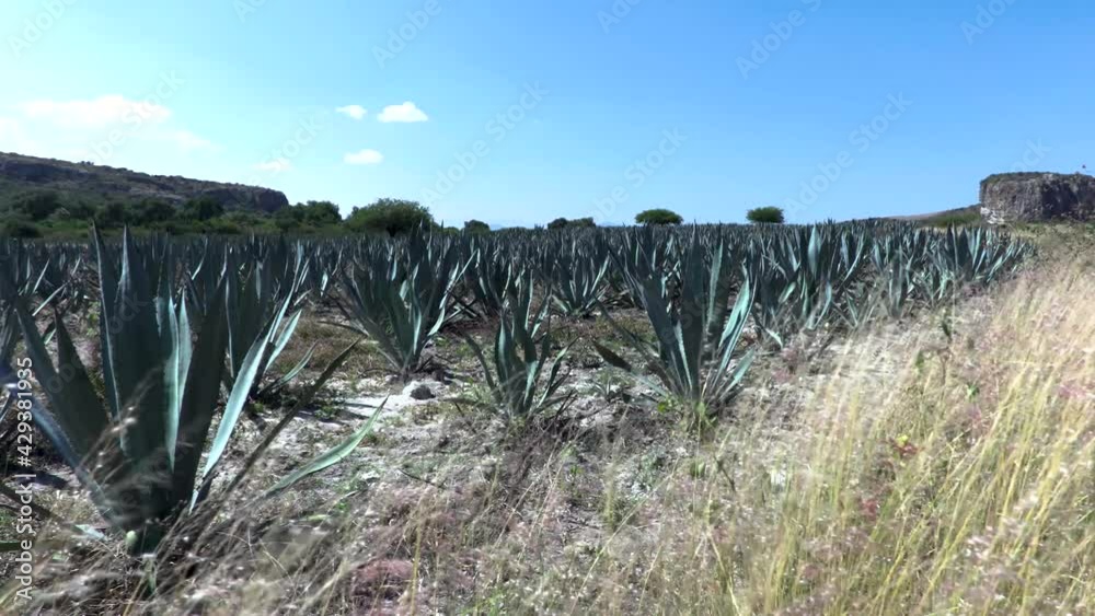 Plantación de agave espadín en Oaxaca, México utilizado para hacer ...