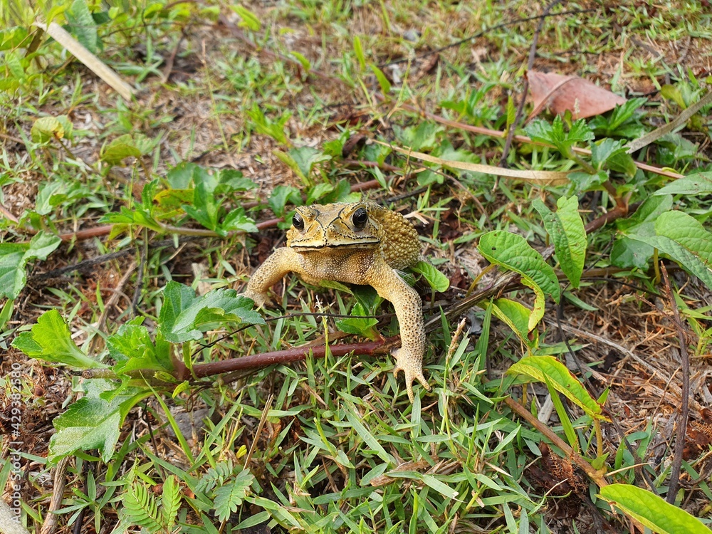 common toad is an amphibian Living at dusk. Grayish brown skin covered ...