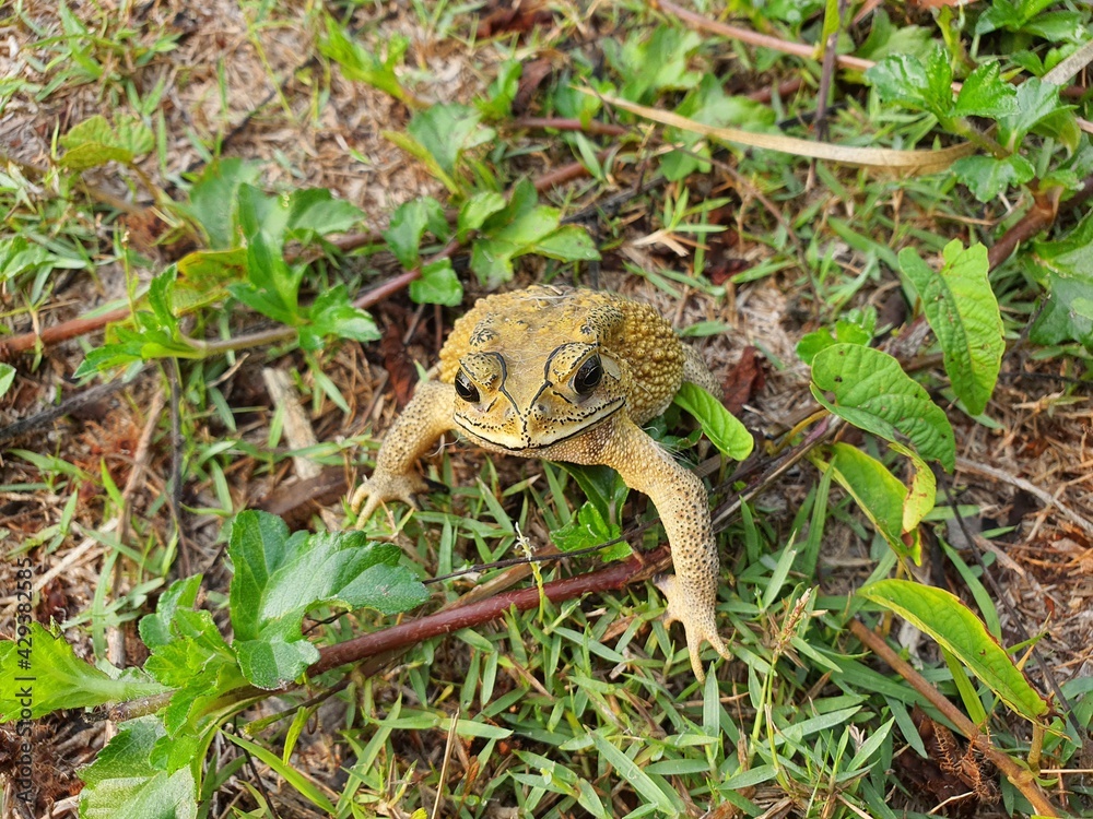 common toad is an amphibian Living at dusk. Grayish brown skin covered ...