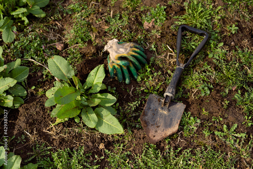 Dig up the soil to remove weeds Stock Photo | Adobe Stock