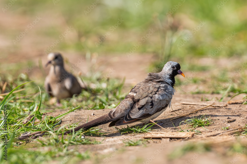 Namaqua Dove - Oena capensis, beatiful small dove from African savannas ...