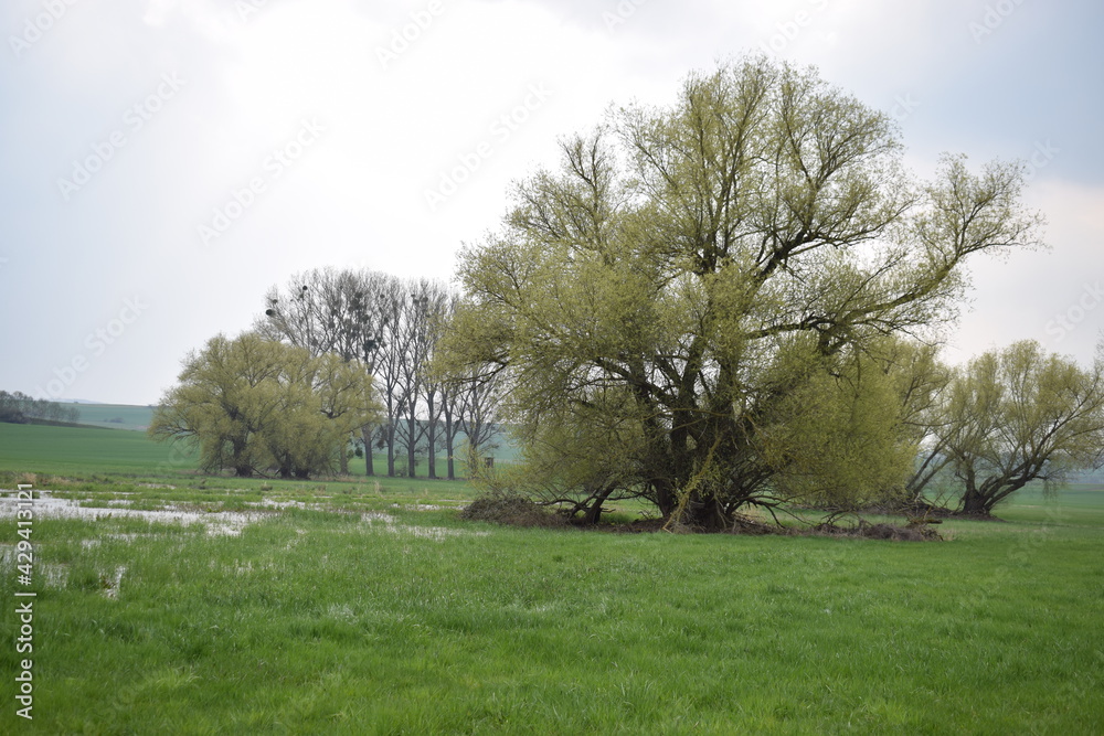 Sumpfbäume in den Thürer Wiesen, April Stock Photo | Adobe Stock