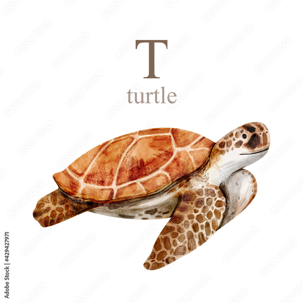 Watercolor illustration of the turtle on white background. Cute animal ...