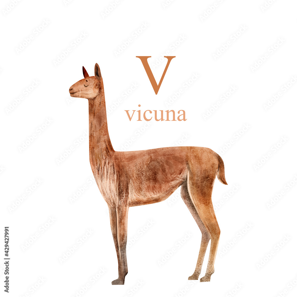Watercolor illustration of cute vicuna on white background. Cute animal ...