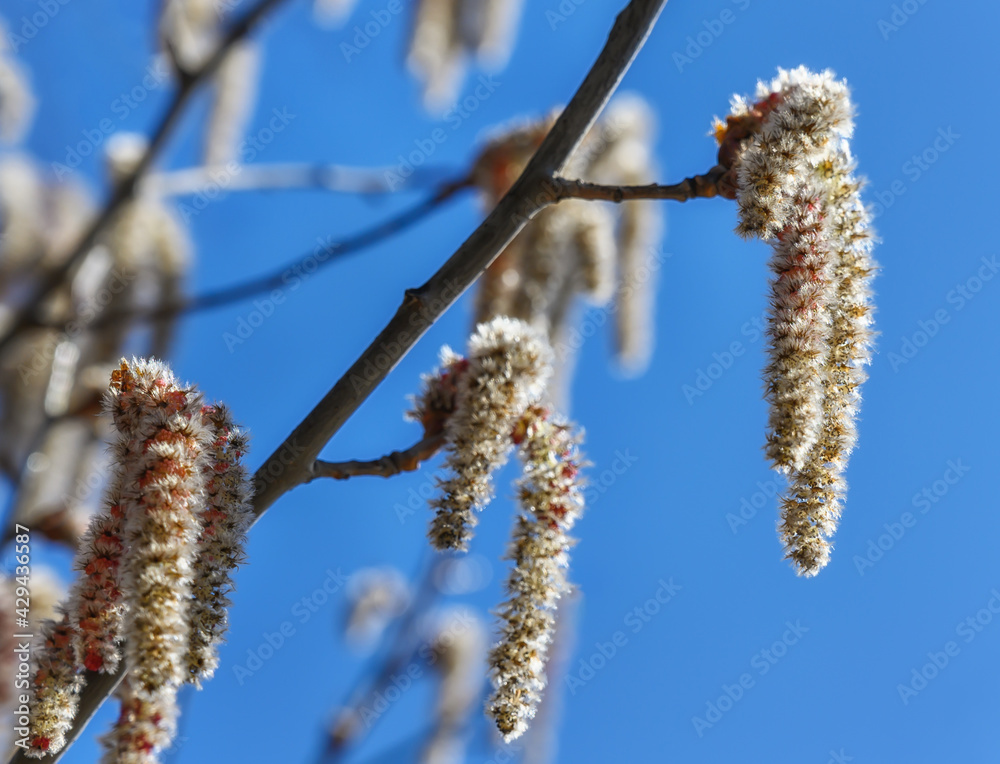 Foto Stock Fluffy alder catkins on a sunny spring day against a blue ...